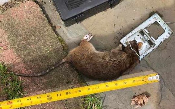 Rat Extermination by D-Solution Extermination Inc. in Montreal, QC ...