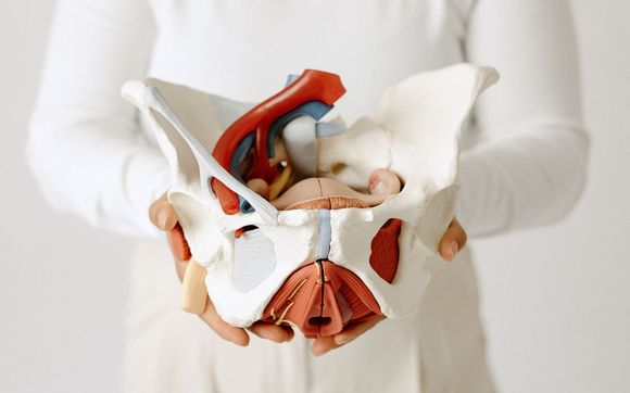 Pelvic Floor Therapy Services by Integrated Pelvis in Trinity, FL - Alignable