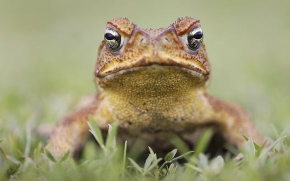 Invasive Toads? by Trapline Pest Solutions in Orlando, FL - Alignable