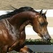 Santa Ynez Valley Horses - Nedra Johnson - Santa Ynez - Alignable
